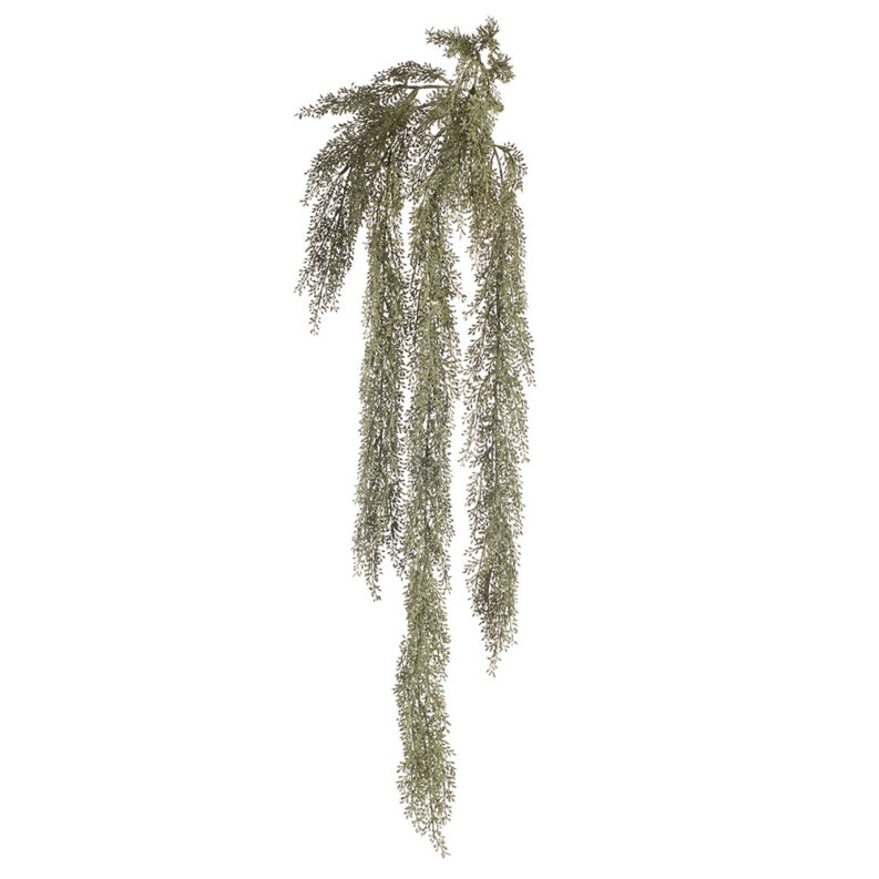 Trailing Plant - Fine Fern - Humble Home