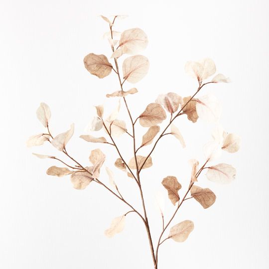 Eucalyptus Stem -Rustic Cream - Humble Home